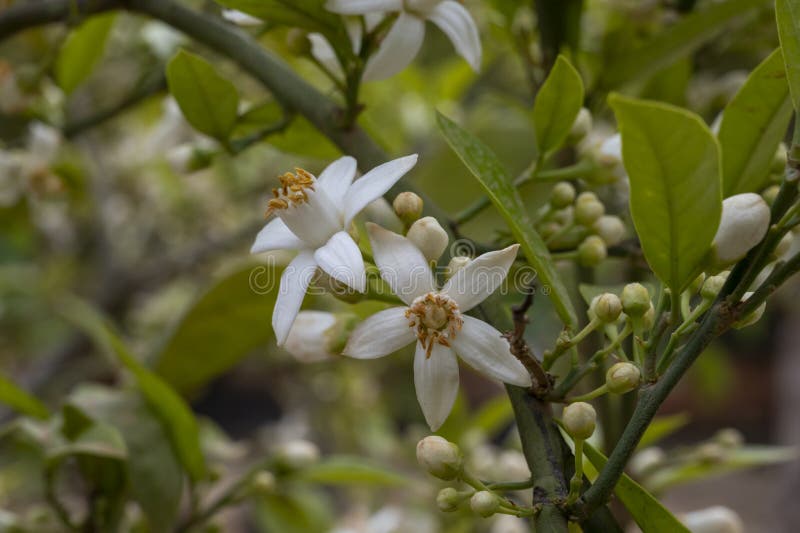 Spring Blossom of Aromatic White Orange Tree Flowers Stock Image ...