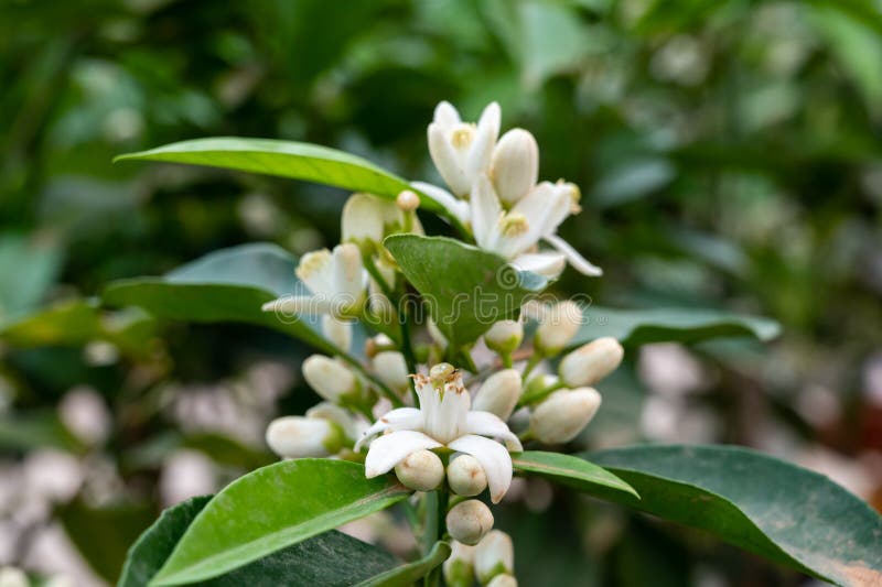 Spring Blossom of Aromatic White Orange Tree Flowers Stock Image ...