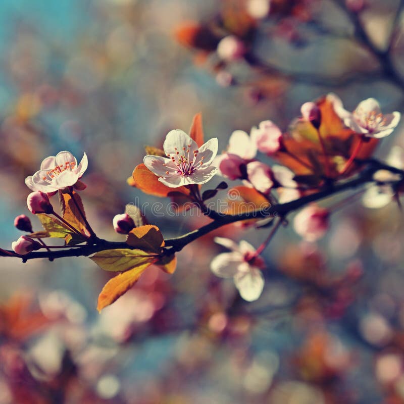 Spring Blossom Background. Beautiful Nature Scene with Blooming Cherry ...
