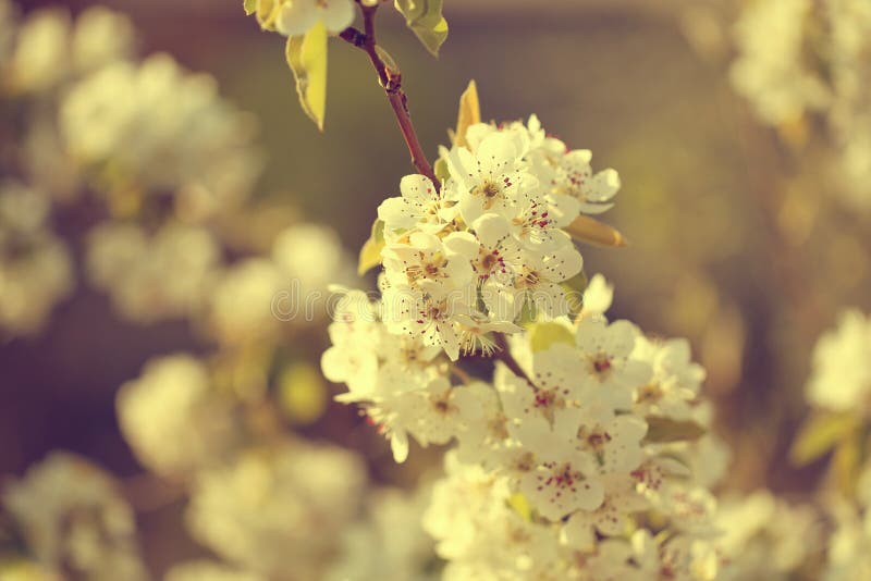 Spring blossom background stock photo. Image of background - 40914844