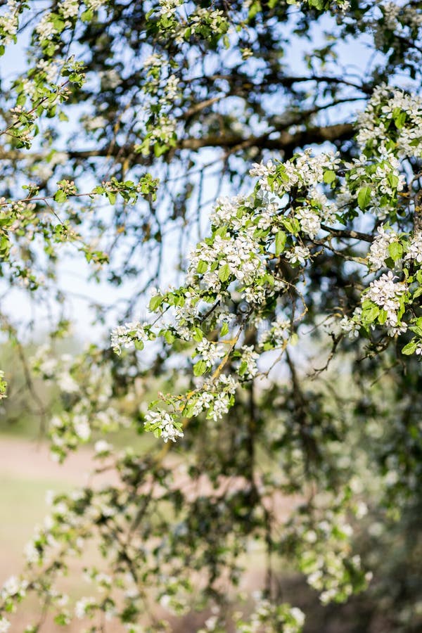 3,881 Print Photos Apple Stock Photos - Free & Royalty-Free Stock ...