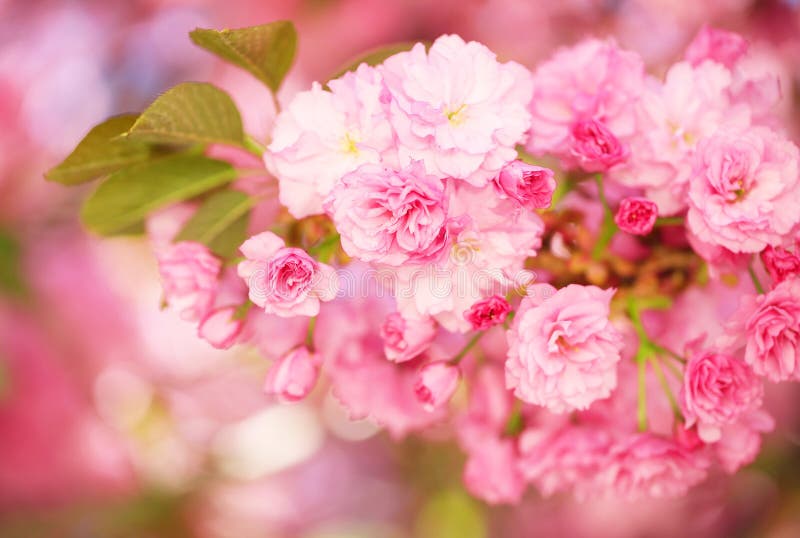 Spring Blossom. Beautiful Pink Flowers Stock Image - Image of floral ...