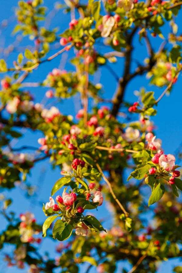 Spring Blossom: Branch Of A Blossoming Apple Tree On Garden Back Stock ...