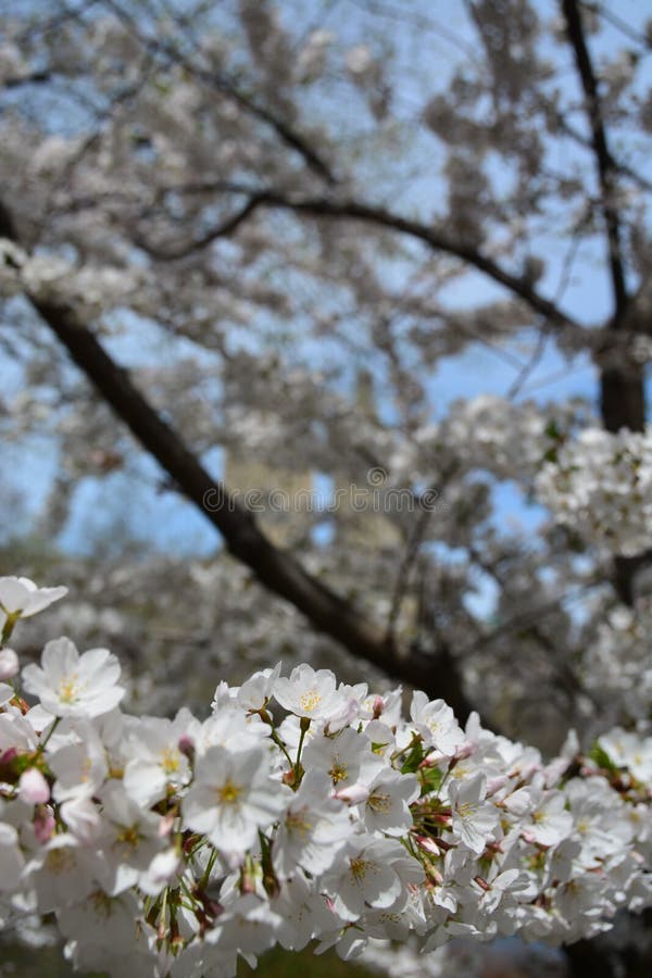 Spring Blossom in Central Park Stock Photo - Image of tree, spring ...