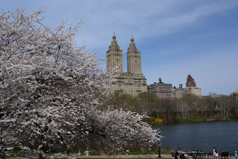 Spring Blossom in Central Park Stock Photo - Image of park, blossom ...