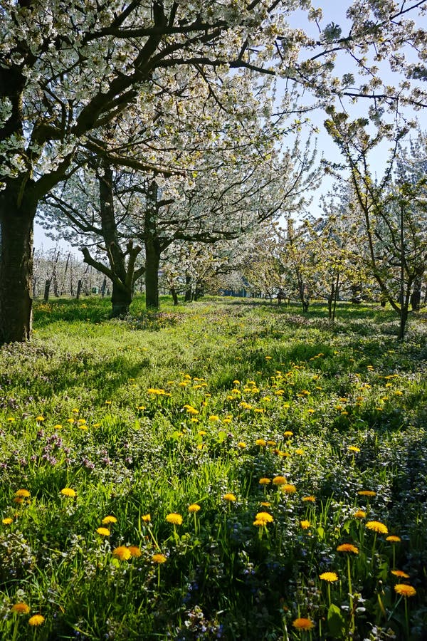 Spring Blossom of Cherry Fruit Tree in Orchard Stock Photo - Image of ...