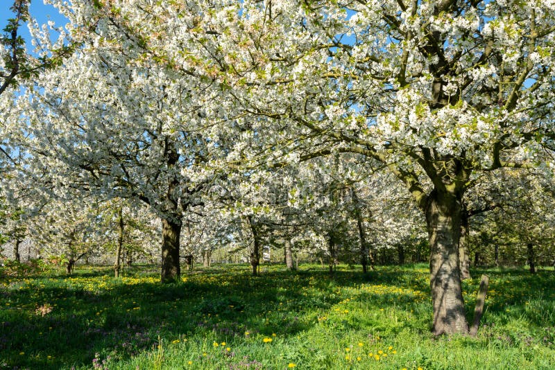 Spring Blossom of Cherry Fruit Tree in Orchard Stock Image - Image of ...