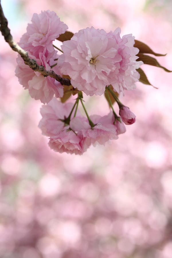 Spring blossom stock image. Image of close, branch, burner - 42870131