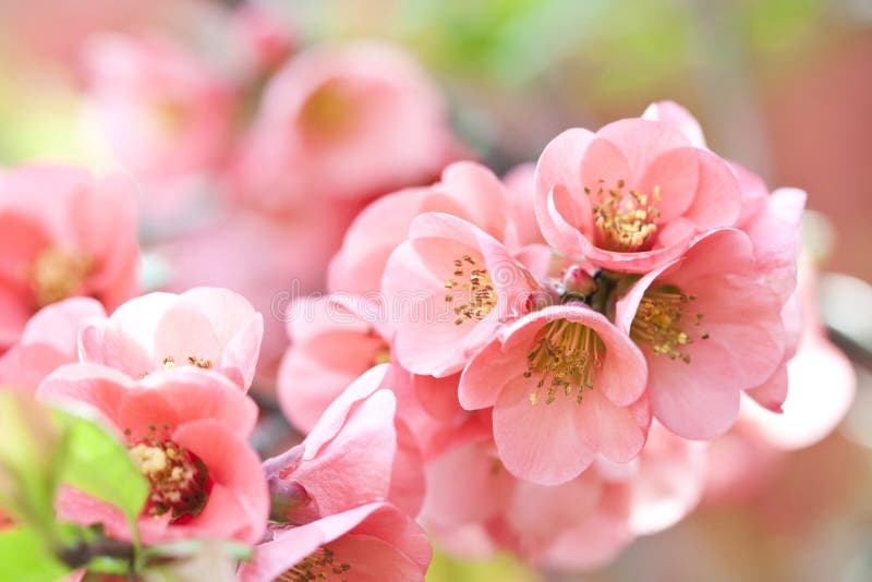 Spring blossom stock photo. Image of dewy, gardens, nature - 40250776