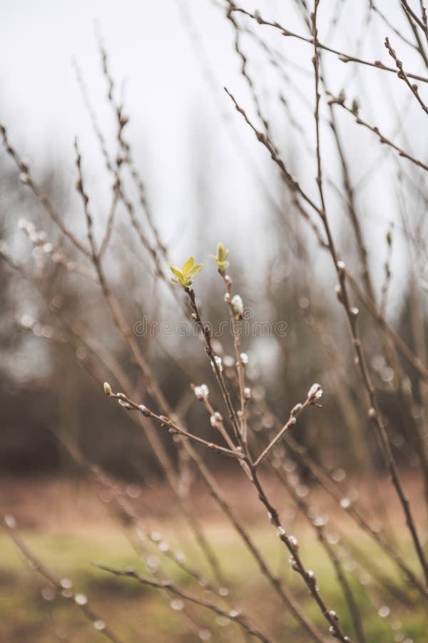 Spring blossom stock photo. Image of blossom, spring - 87540748