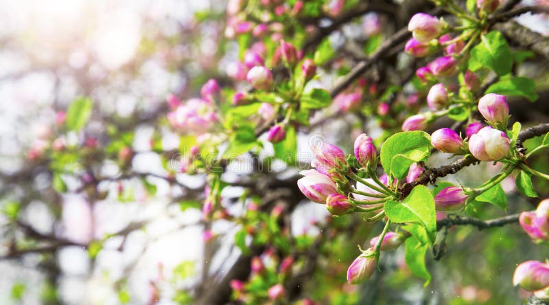Spring Blossom with Flower Buds in the Sunlight Stock Image - Image of ...