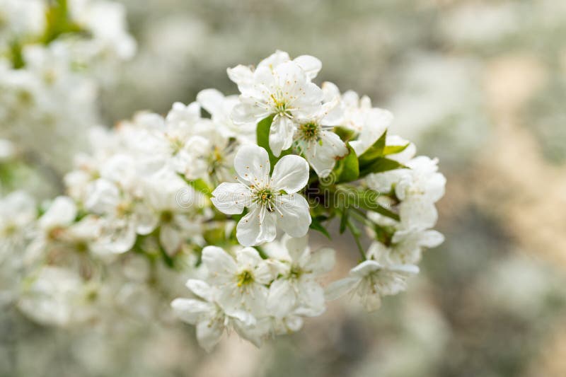 Spring Blossom Flower in Selective Focus. Spring Flower Blossom Stock ...