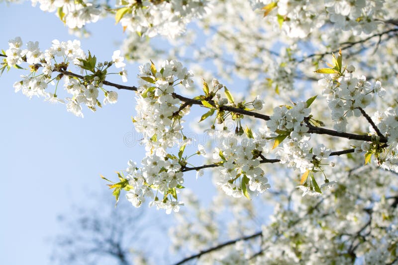 Spring blossom flowers stock photo. Image of white, flora - 4794774