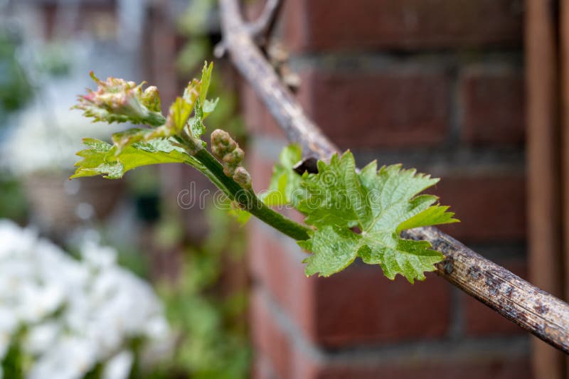 Spring Blossom of Flowers Clusters of Grape Plant Stock Photo - Image ...