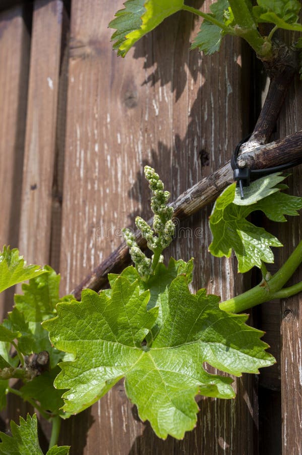 Spring Blossom of Flowers Clusters of Grape Plant Stock Photo - Image ...