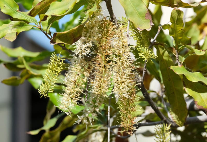 Spring Blossom Macadamia (lat.- Macadamia Integrifolia Stock Photo ...