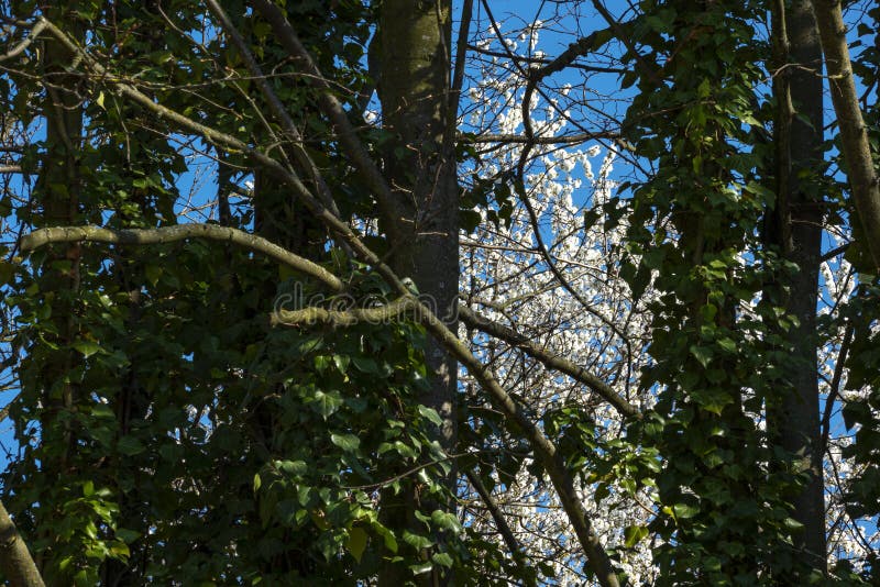 Overgrown Garden with Old Fruit Trees Stock Image - Image of aerial ...