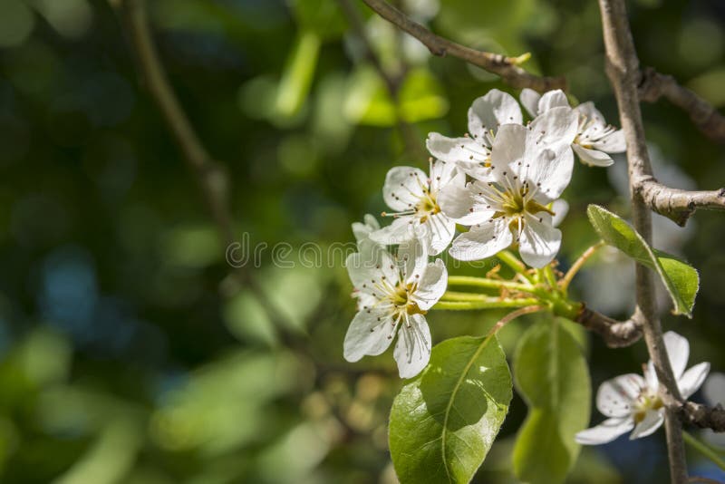 Spring Blossom Pear Tree, Scientific Name Pyrus Communis Stock Image ...