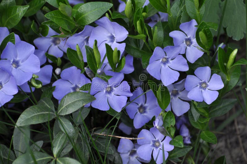 Spring Blossom of Periwinkle Small Stock Image - Image of beautiful ...