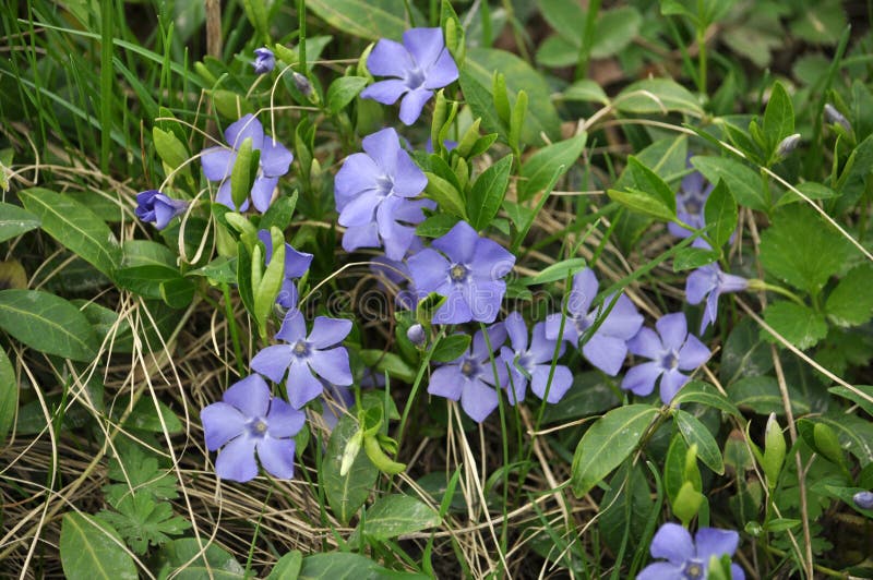 Spring Blossom of Periwinkle Small Stock Image - Image of decoration ...