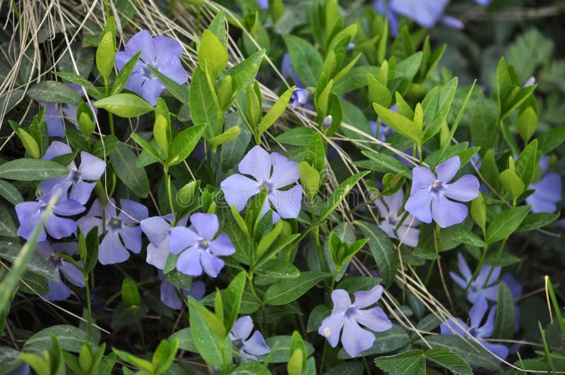 Periwinkle small climber stock image. Image of curative - 145708755