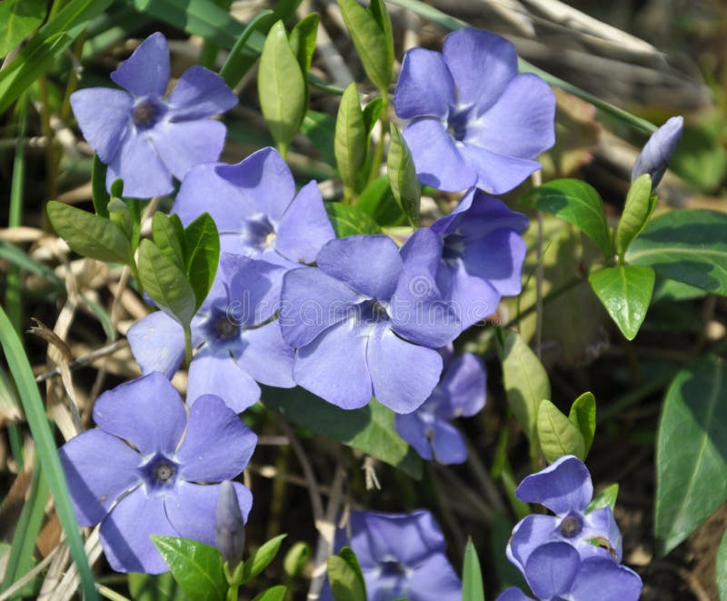 Spring Blossom of Periwinkle Small Stock Photo - Image of color, bloom ...