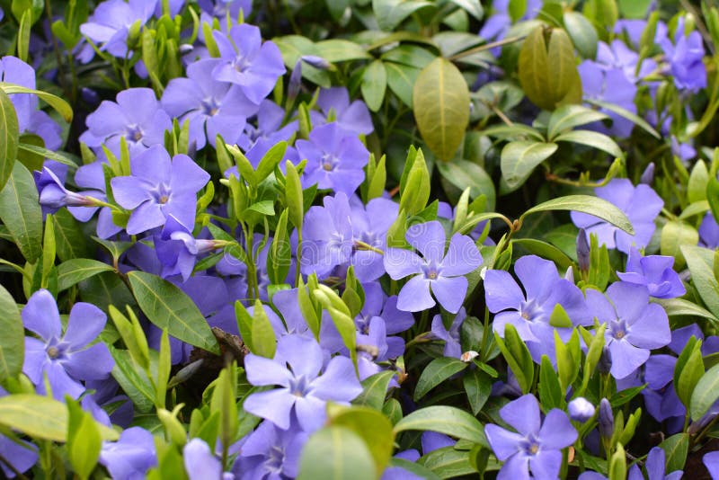 Spring Blossom of Periwinkle Small Vinca Minor Stock Photo - Image of ...