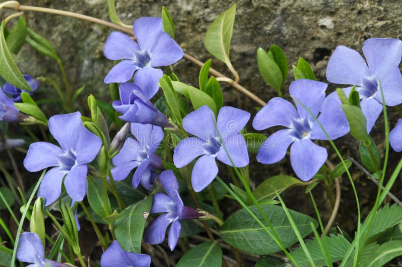 Spring Blossom of Periwinkle Small Vinca Minor Stock Photo - Image of ...