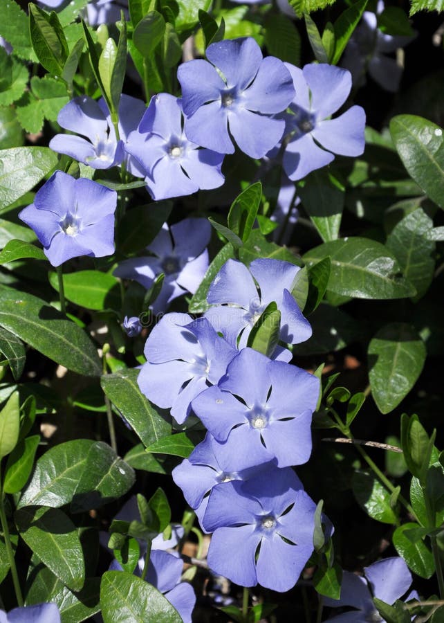 Spring Blossom of Periwinkle Small Vinca Minor Stock Image - Image of ...