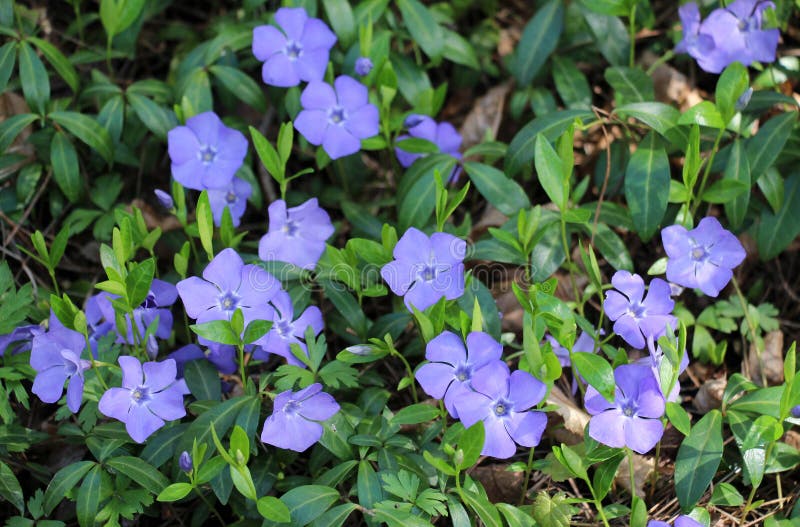 Spring Blossom of Periwinkle Small (Vinca Minor Stock Image - Image of ...