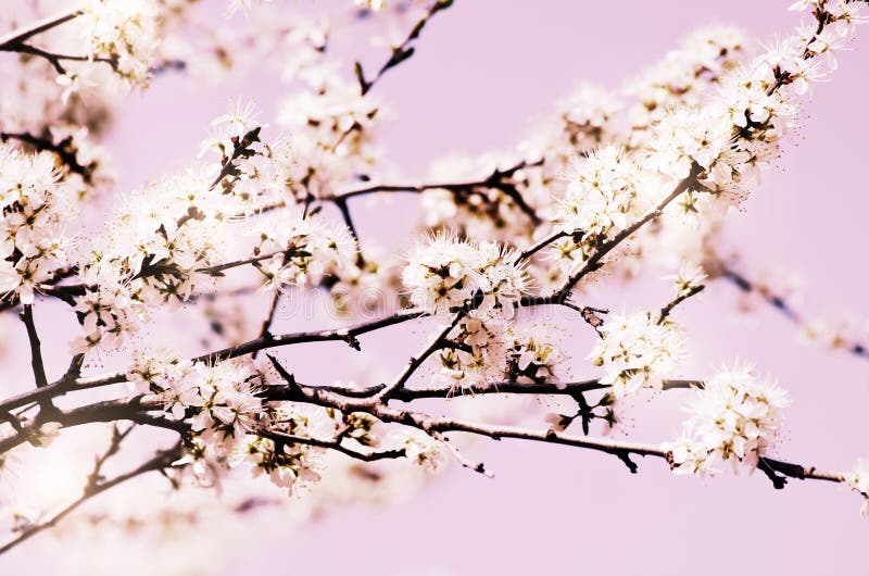 Spring Blossom stock photo. Image of nature, floral, april - 39449510