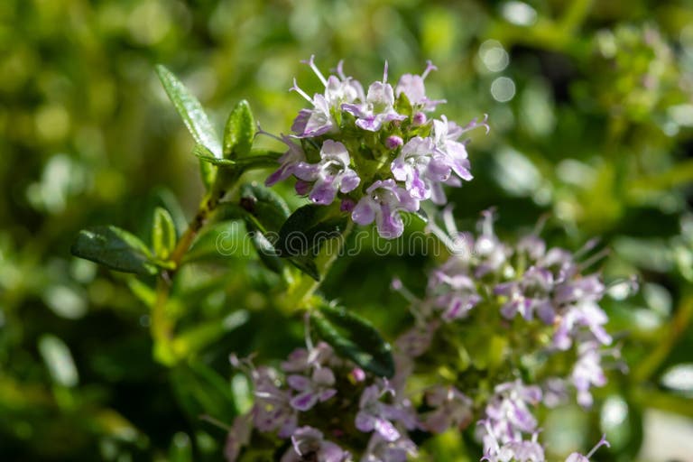 Spring Blossom of Pink Aromatic Kitchen Herb Thyme in Garden Stock ...