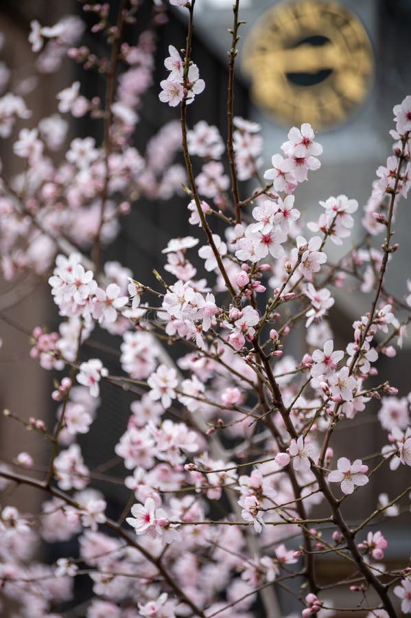 Spring Blossom of Pink Sakura Cherry Tree Stock Image - Image of ...