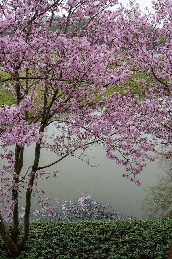 Spring Blossom of Pink Sakura Cherry Tree in Japan Osaka City Stock ...