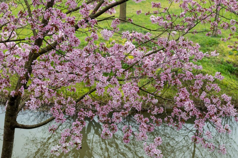 Spring Blossom of Pink Sakura Cherry Tree in Japan Osaka City Stock ...