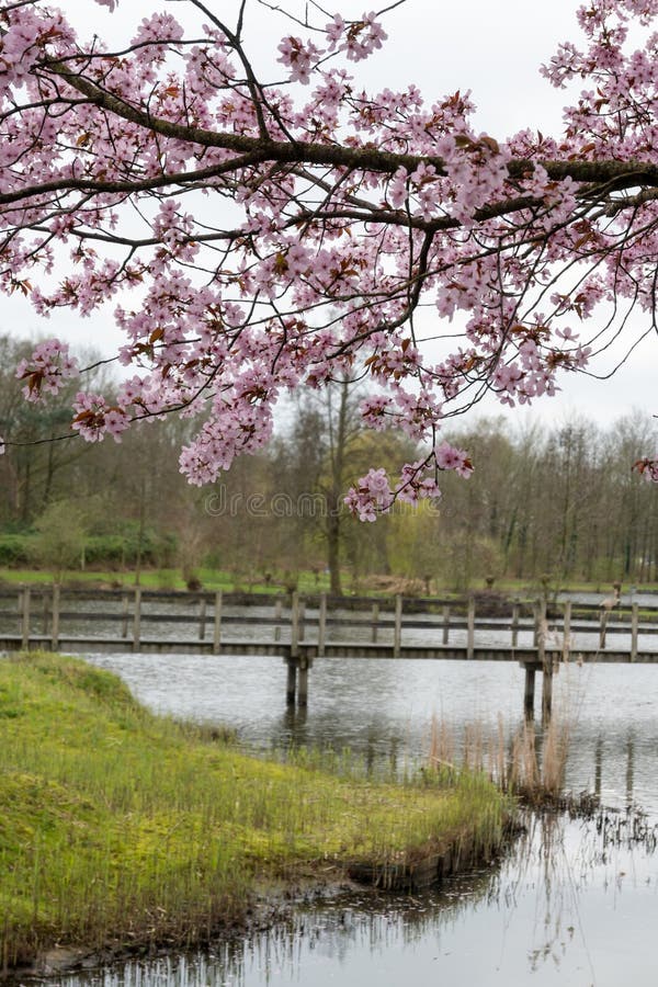 Spring Blossom of Pink Sakura Cherry Tree in Japan and Wooden Bridge on ...