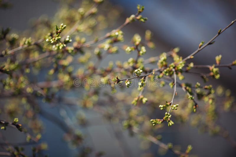 Spring Branches. Tree Branch with Buds Background Stock Photo - Image ...