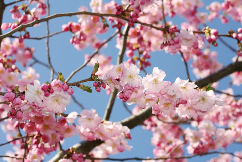 Spring blossom tree stock photo. Image of flower, contrast - 4786524