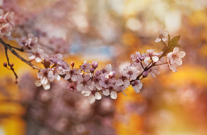 Spring blossom stock photo. Image of fruit, spring, nature - 128535792