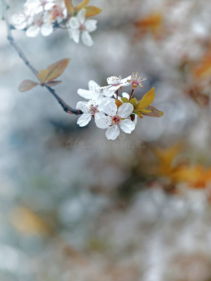Spring blossom stock image. Image of color, branch, magnolia - 128536117