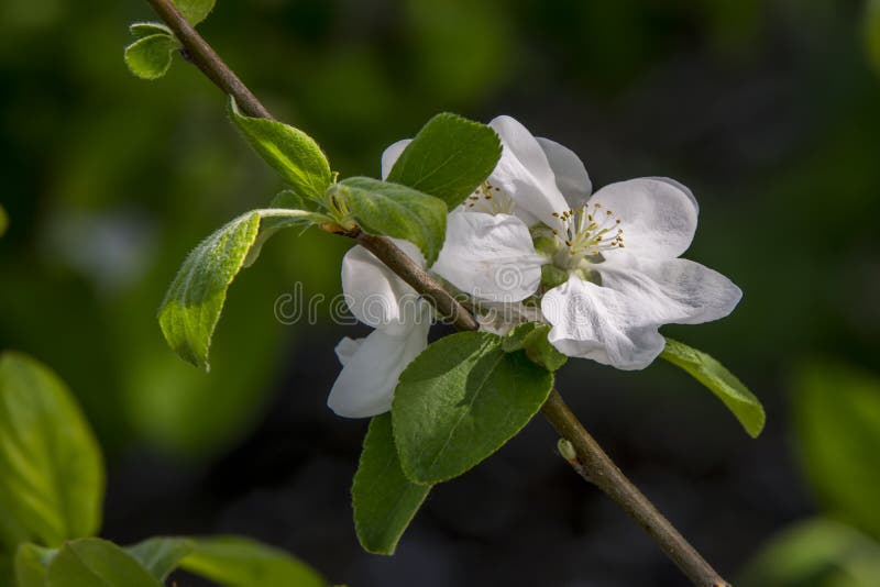 Spring blossom tree branch stock image. Image of closeup - 70105947