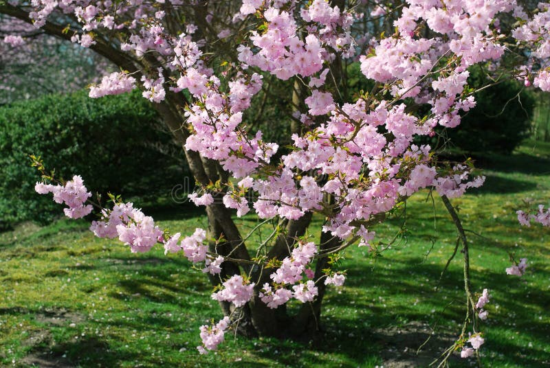 Spring blossom tree stock image. Image of landscape - 138941659