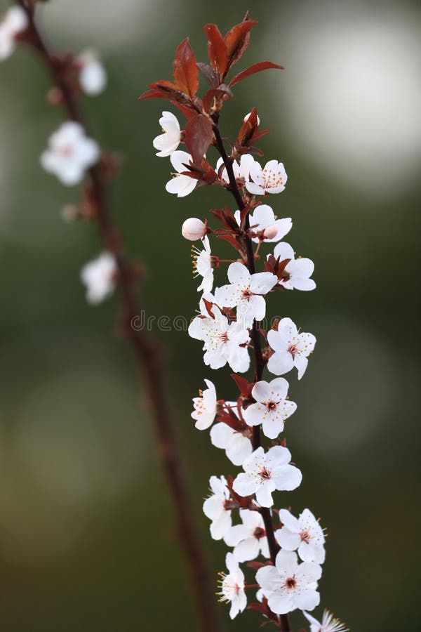 Spring blossom tree stock image. Image of garden, plant - 310204679