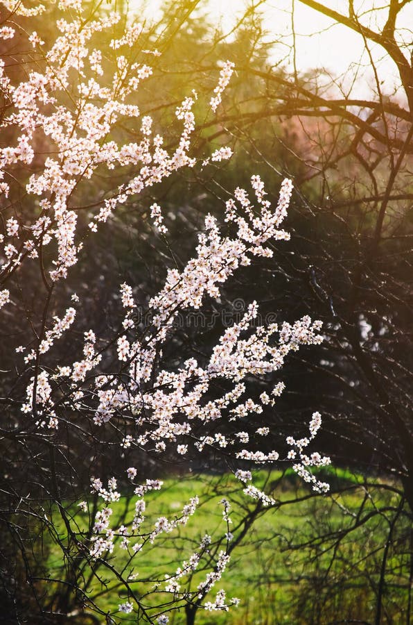 Spring Blossom Tree stock image. Image of beautiful, blossom - 67441683