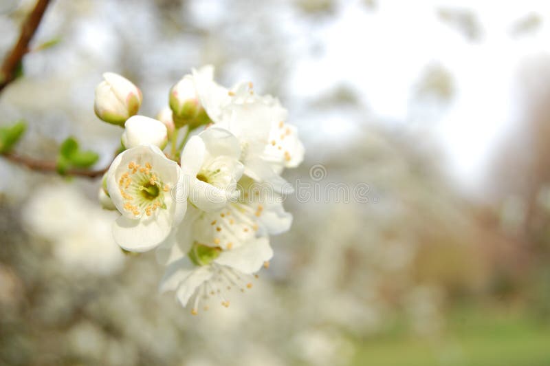 Spring Blossom Trees. Blooms Stock Photo - Image of petal, botanical ...