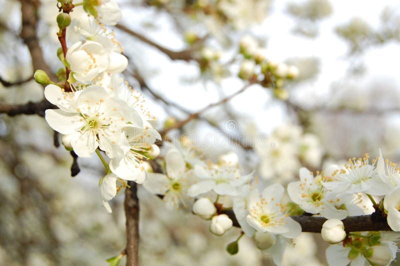 Spring Blossom Trees. Blooms Stock Image - Image of natural, branch ...