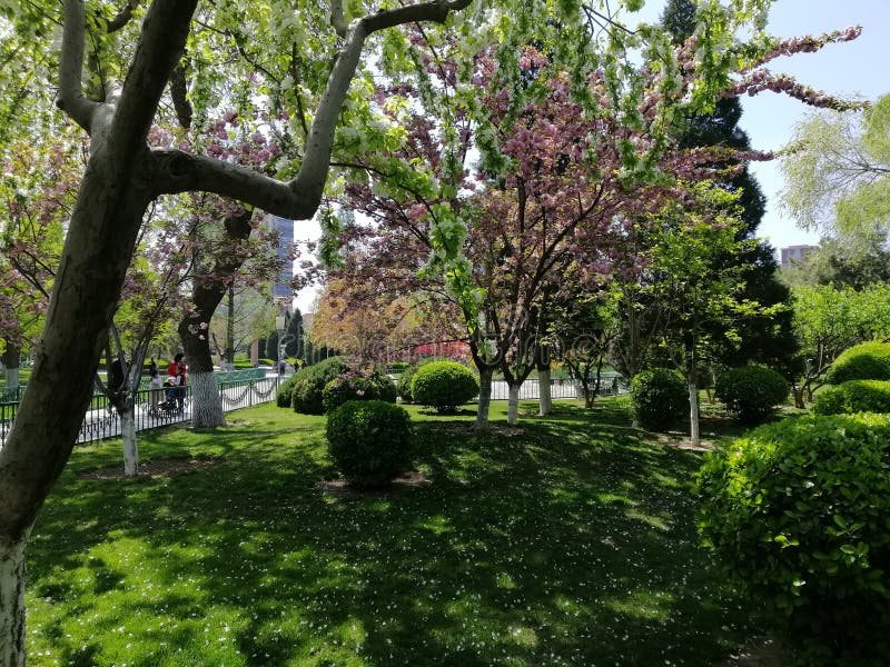 Spring Blossom Trees in China Editorial Stock Photo - Image of ...