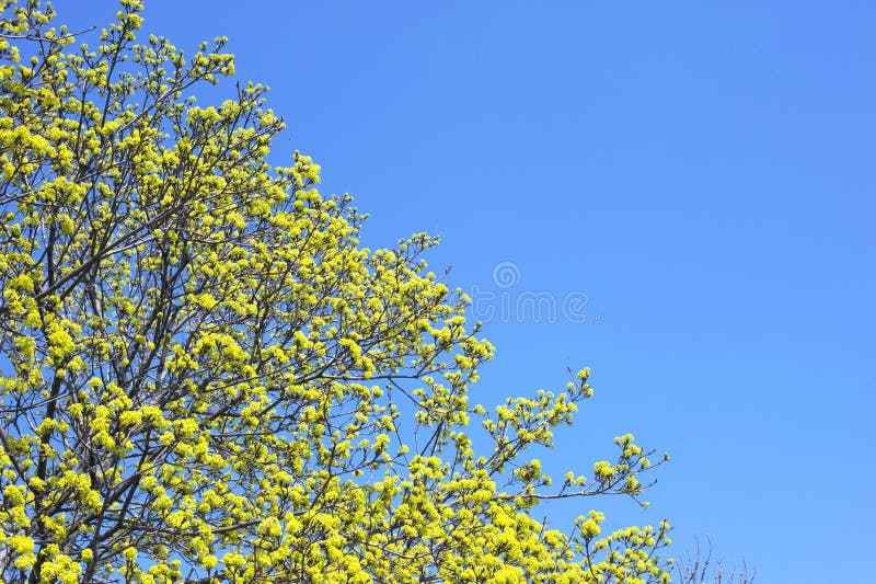 Spring blossom,trees. stock photo. Image of spring, grow - 53012200