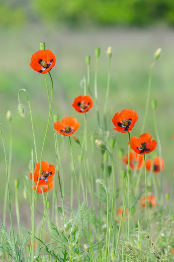 Spring Blossom of Wild Poppies Stock Photo - Image of flowering ...