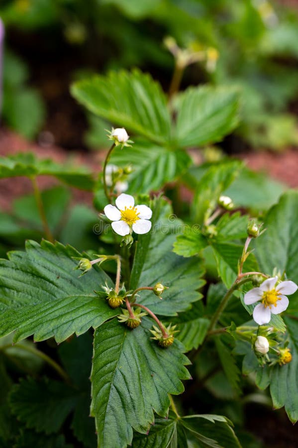 Spring Blossom of Wild Strawberry Plants in Forest Stock Image - Image ...